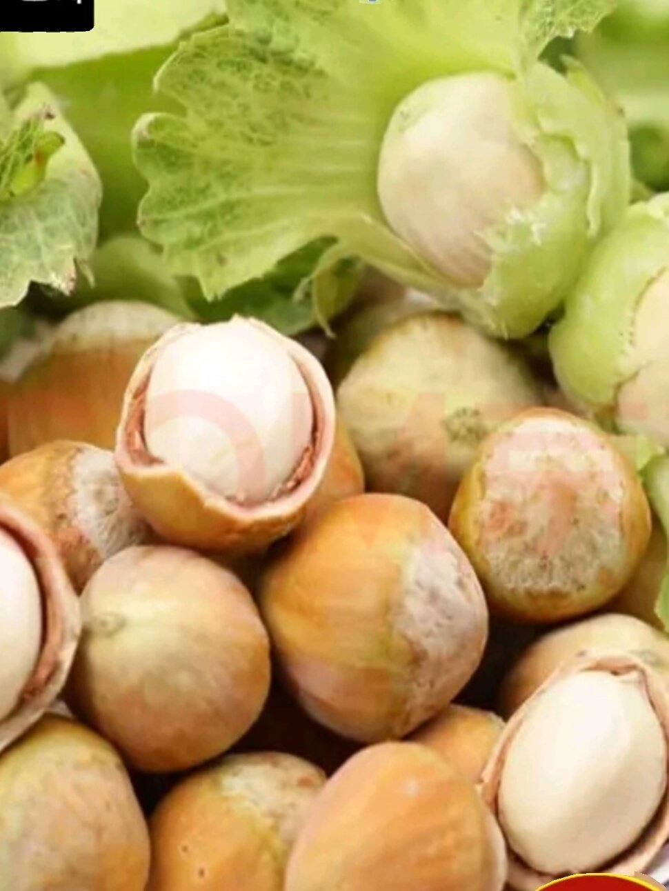 2023 noreste agua dulce-carne agua-ren avellana grande huan-ren con piel verde avellanas ...