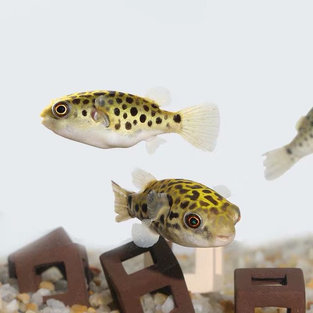 Big gold doll submarine green puffer fish chocolate doll zebra dog head ...