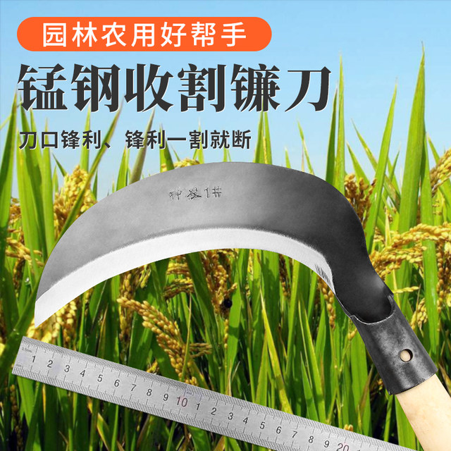 Sickle farm harvesting straw mowing outdoor sorghum corn stalk reeds ...