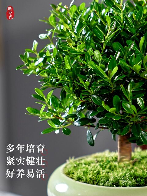 Small-leaf red nan old pile seedlings red sandalwood micro-landscape ...