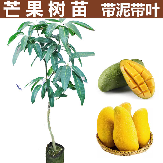 Mango sapling extra large golden osmanthus seven mango fruit sapling ...