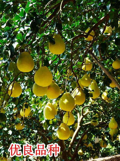 Shatin pomelo seedlings extra large fruit grafted saplings Thai ruby ...