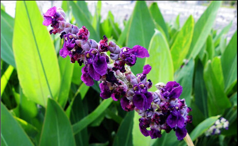 Zailihua seeds, water arrowroot, water lotus, banana, Talia perennial ...