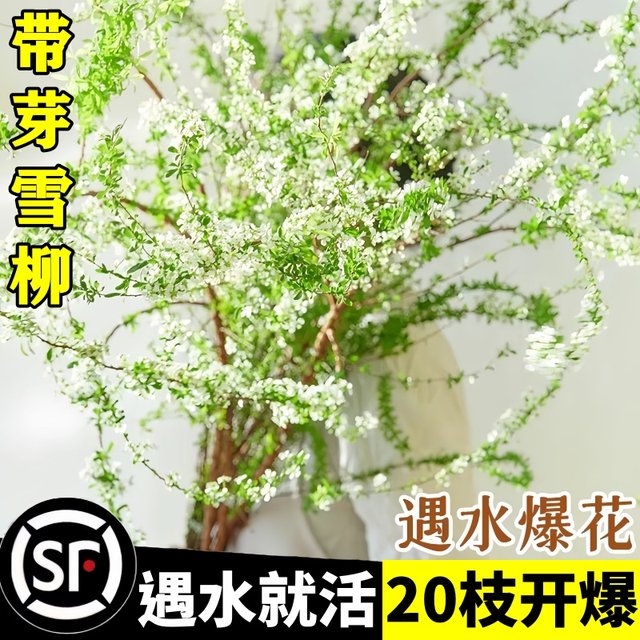 Dental petal snow willow branches support fresh branches, water ...