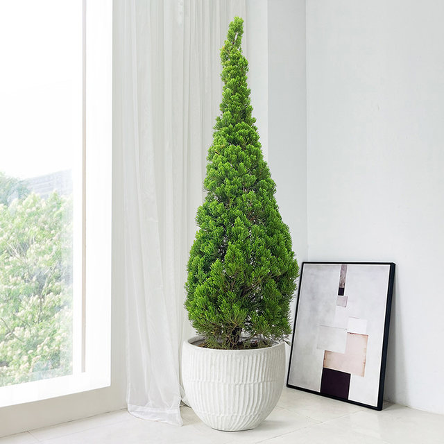 Pine and cypress potted Christmas tree real tree indoor living room ...
