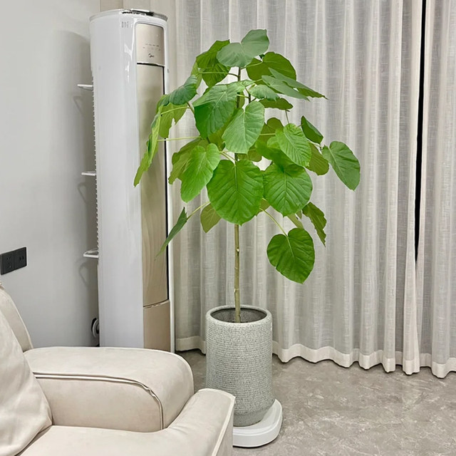 Japanese love fig heart-leaf fig potted indoor large green plant living ...