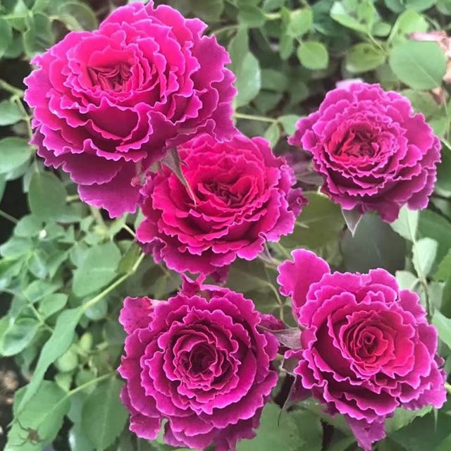 Herbal rose cuttings, large flowers, fragrant flowers, multi-headed ...