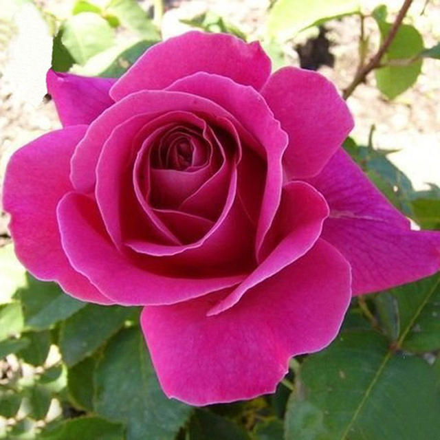 National month variety large flower rose seedlings potted rose ...