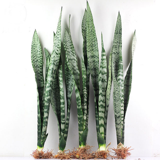 Phnom Penh tiger Pilan potted plant flower living room office ...