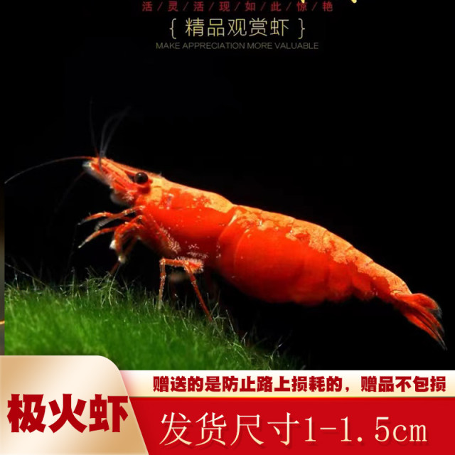 Shrimp Fresh Live Cherry Shrimp Watch Shrimp Freshwater Except ...