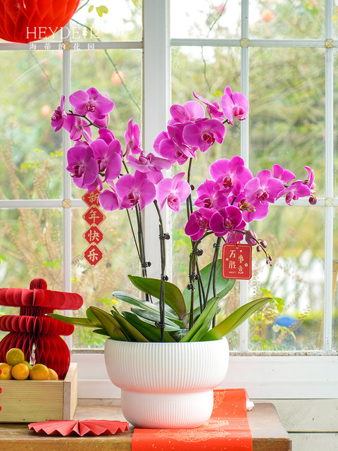 Heidi's Garden Flagship Store Phalaenopsis Potted Plant with Flowers to ...