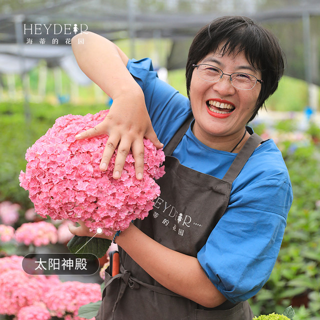 Heidi's Garden Flagship Store Hydrangea Seedlings Endless Summer Flower ...