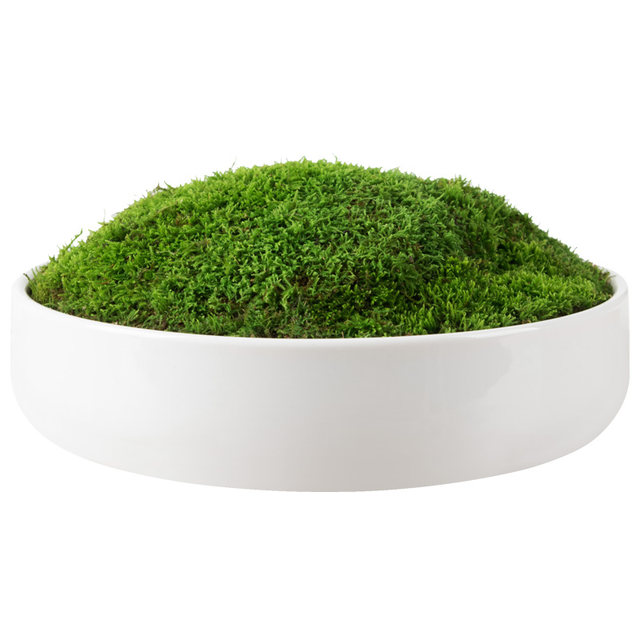 Fresh moss micro-landscape plant bonsai potted water and land cylinder ...