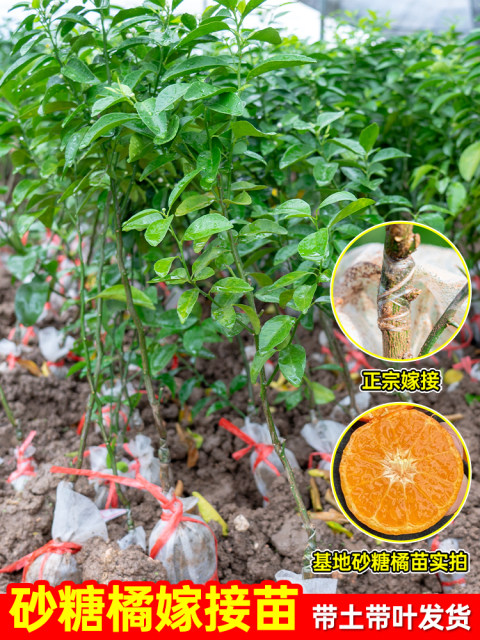 Grafting granulated sugar orange tree seedlings All Year Round planting ...