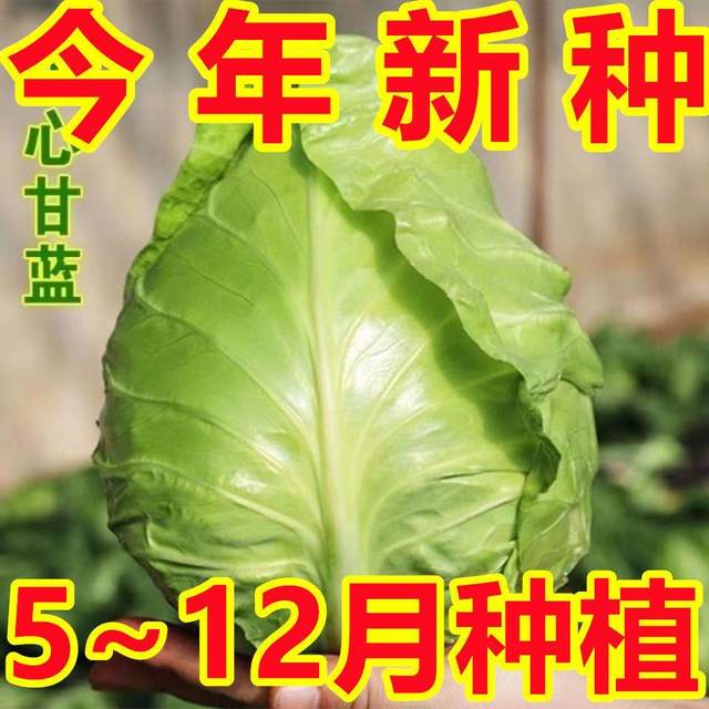 Spring and autumn extra large beef heart cabbage lotus white seed ...