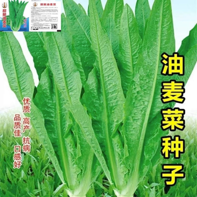 Fast-growing sesame oil wheat, fast-growing sweet lettuce seeds, fresh ...