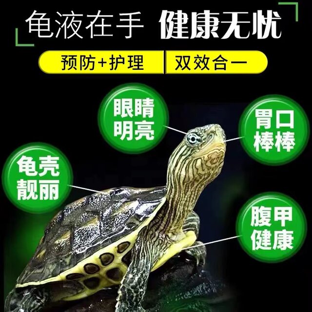 Turtle Protecting Liquid Water Brazilian Turtle Turtle Medicine ...