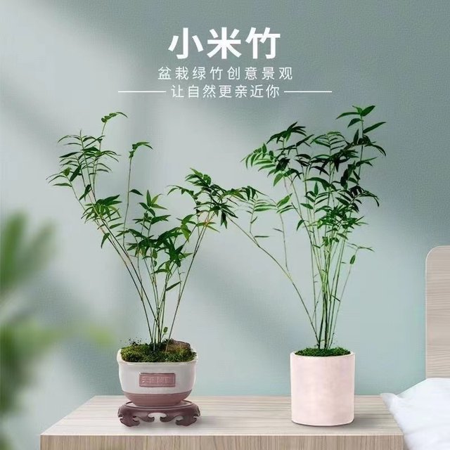 Hydroponic plant rice bamboo potted plant indoor with root water-raised ...
