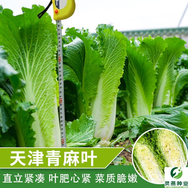 Tianjin Ansho Leaf Great cabbage Seeds anti -disease high -yield green ...