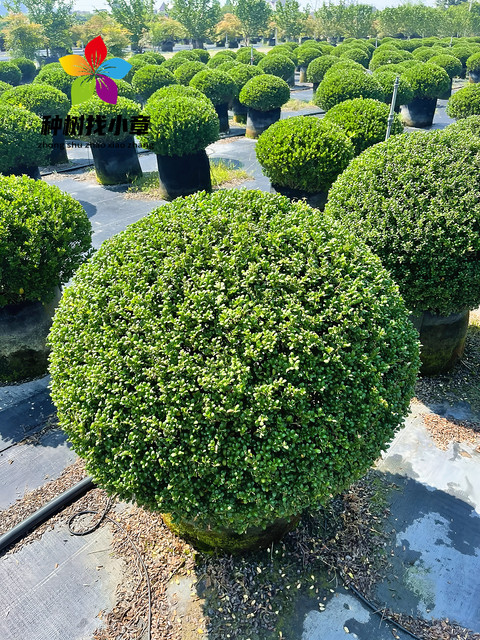 Tortoise shell Holly ball sapling courtyard cold-resistant evergreen ...