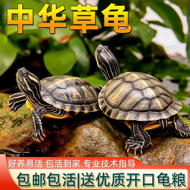Chinese tortoise small turtle live seedling turtle domestic ornamental ...