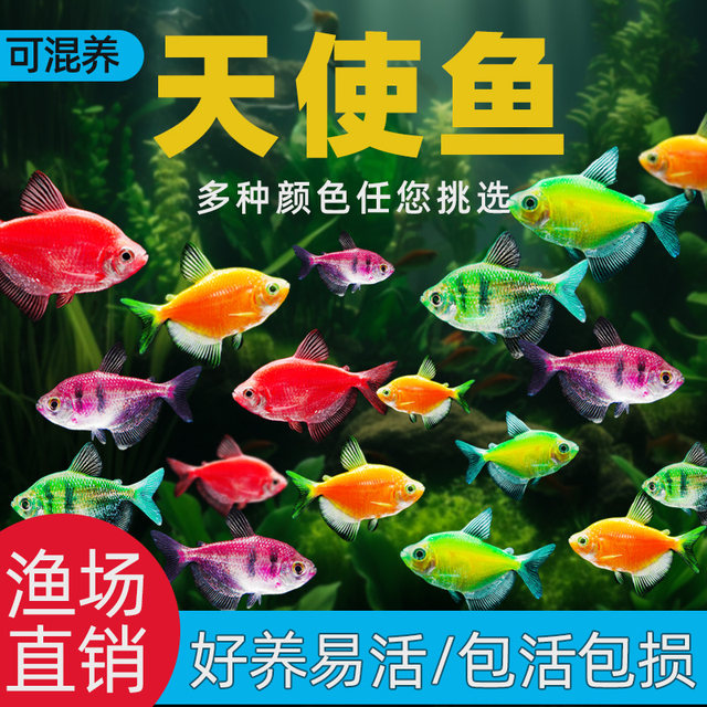 Angel fish ornamental fish tropical fish swimming fish lazy small ...