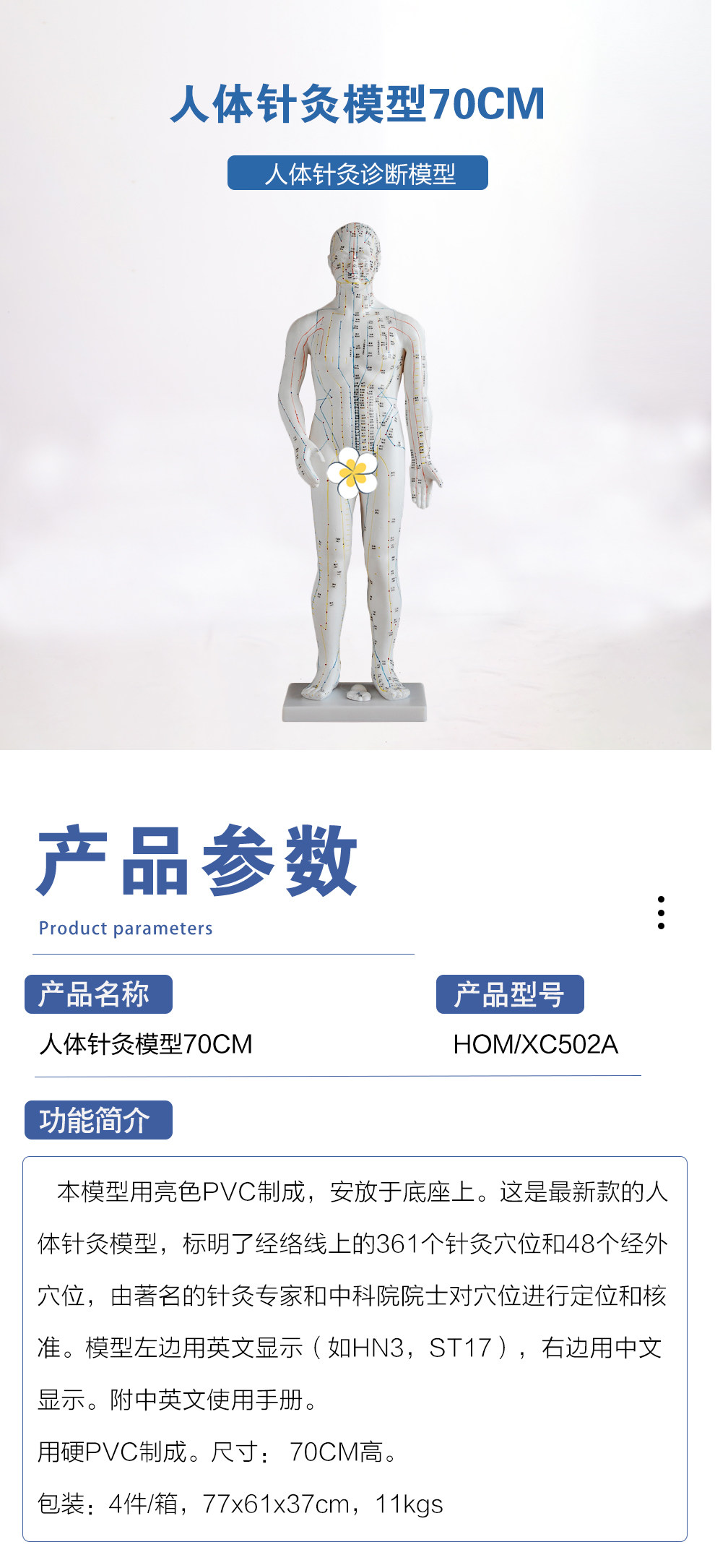 Human acupuncture point model - Acupuncture points | Hongmo