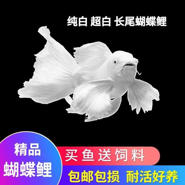 Taiwan's fine koi butterfly carp ornamental fish short body sphere ...