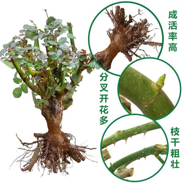 Yunnan straight hair 10 rose seedlings saplings red rose black buck old ...