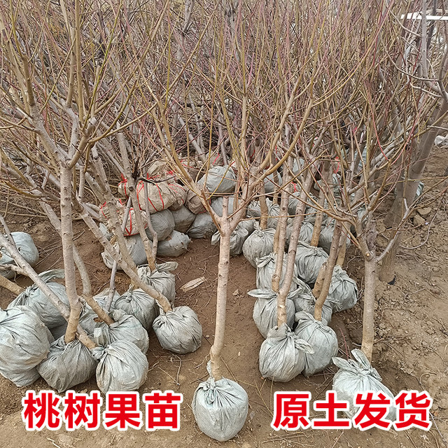 Big peach tree fruit seedlings, yellow peach, peach winter peach, peach ...