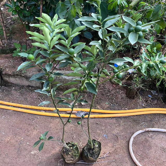 Guangxi Rong'an Honey Kumquat seedlings grafted fruit saplings cold ...