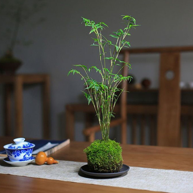 Moss ball plant rice bamboo red Guanyin bamboo golden bamboo waterpel ...