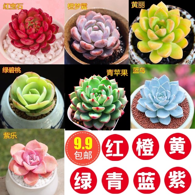 Succulent succulent plant pot combination flower indoor ruby jade dew ...