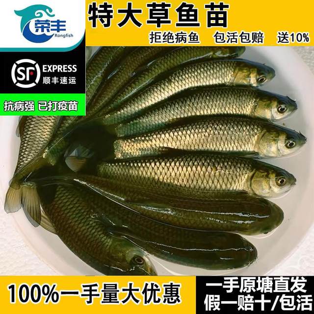 Grass carp fry freshwater aquatic fish live grass carp wholesale edible ...