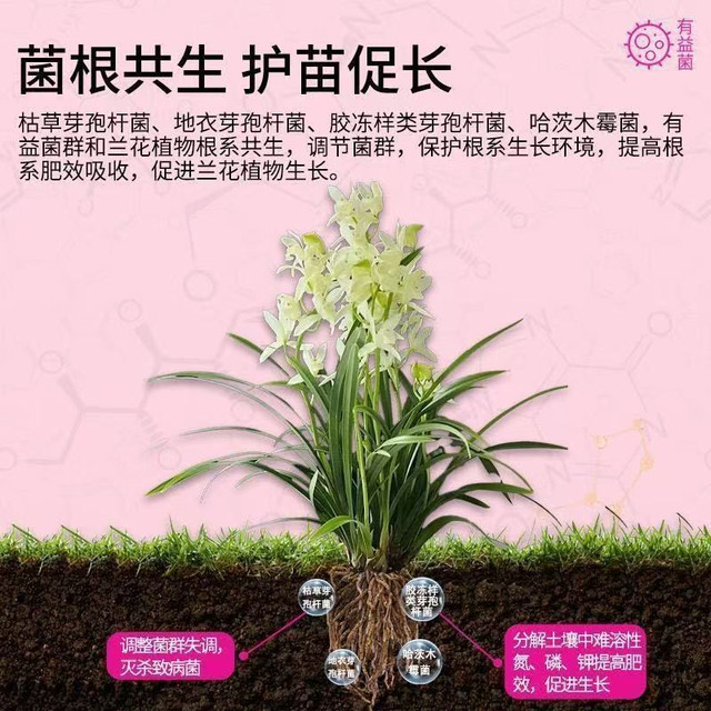 Plant live bacteria powder orchid special microbial agent for root ...