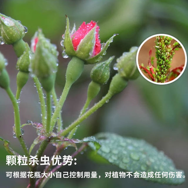 Imidacloprid insecticide, aphid, thrips, small black fly, fleshy white ...