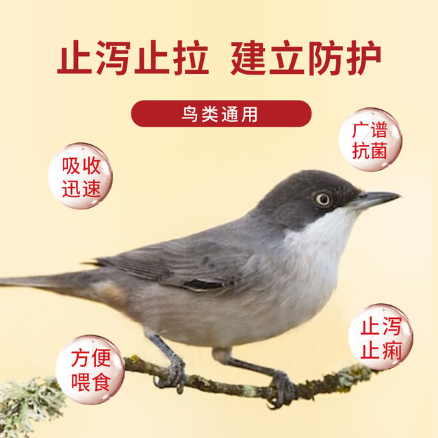 Bird Tablets Parrotic Parrot Xuanfeng Pigeon Pigeon Povery Diarda ...