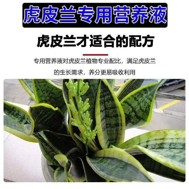 Tiger Pilan nutrient solution with rotten roots, yellow leaves and no ...