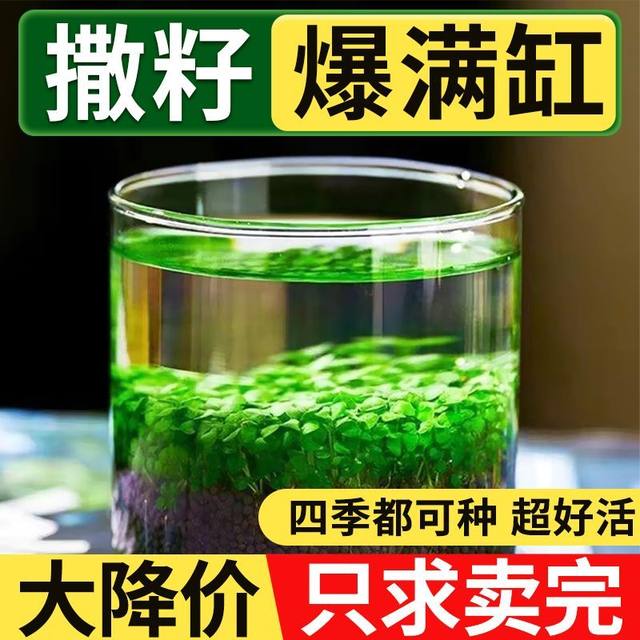 Water grass mud landscaping water grass seed small fish tank seed micro ...