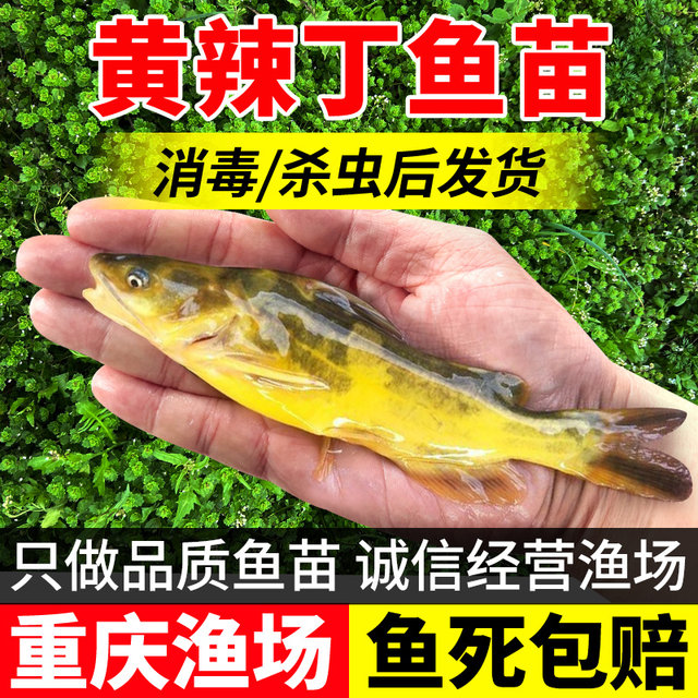 Yellow spicy tench fry, yellow bone fish fry, freshwater breeding ...