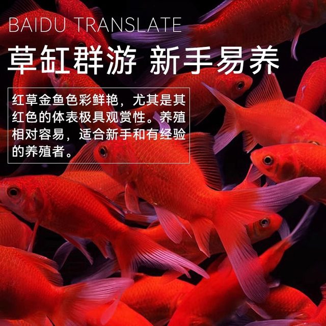 Grass and goldfish live fish boutique purebred golden koi ornamental ...