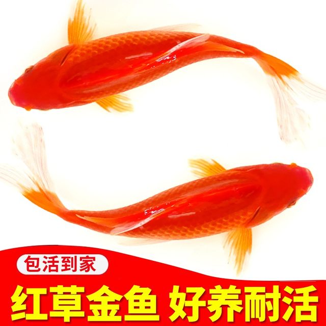 Red grass goldfish is easy to maintain and durable. Long-tailed red ...