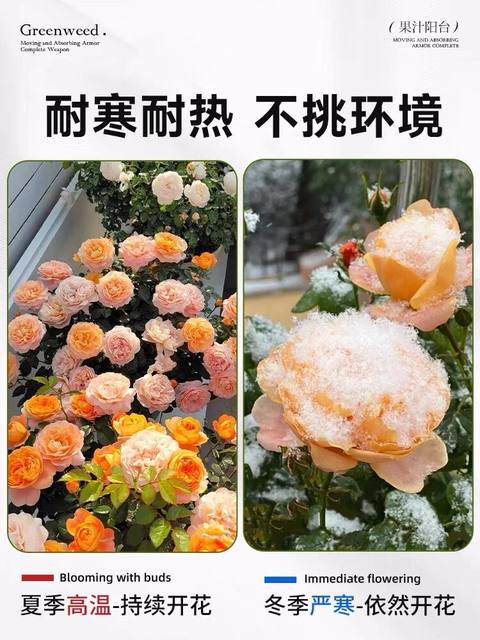 Rose saplings, old piles, rose saplings, extra large potted flowers ...