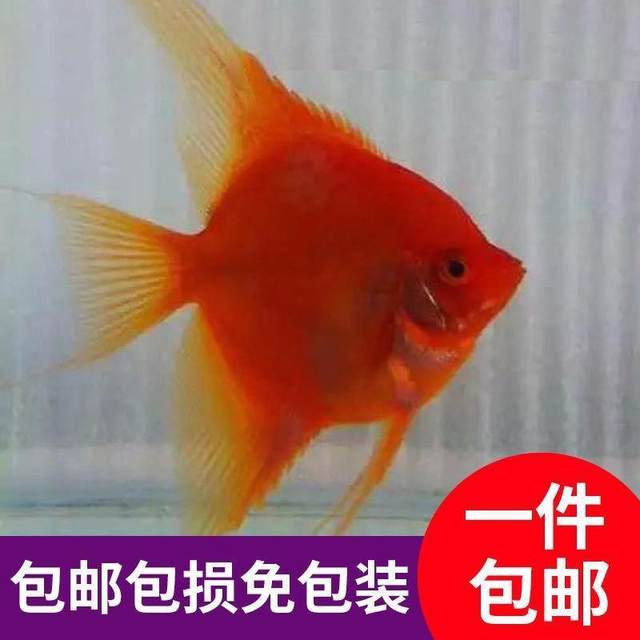 Spot Red Devil Angelfish Swallow Fish Clean Version No Black Spots ...
