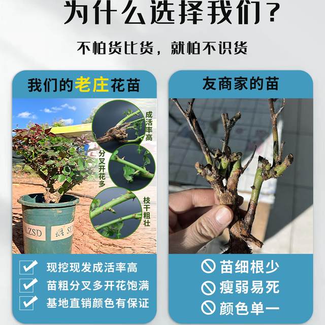 Rose saplings, old piles, rose saplings, old roots, extra large flower ...