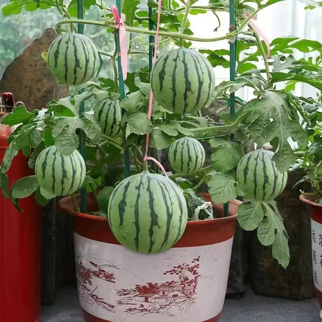 New product 2K small watermelon seeds thin skin few seeds red flesh ...