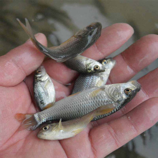 Carp seedlings Freshwater fish pond breeding extra -large rice flowers ...