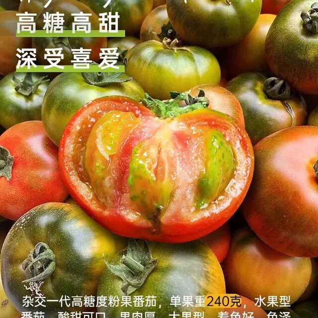 Authentic Iron Persimmon Dandong Tomato Seeds Seedling Fruit Strawberry ...