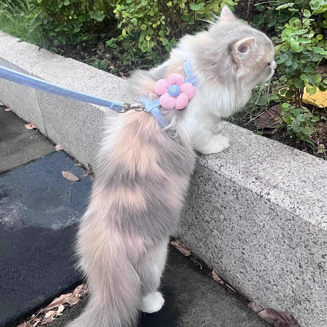 Cat traction rope small flower I-shaped walking rope adjustable to ...