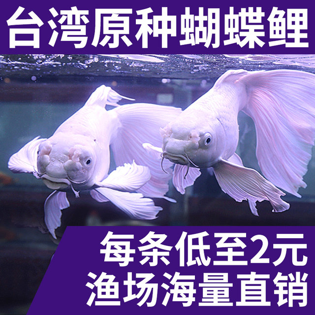 Taiwan butterfly carp live fish medium and large ornamental fish long ...